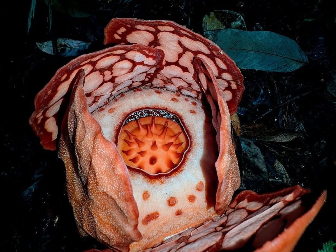 Fakta Menarik Bunga Rafflesia Hasseltii - Harian jabar